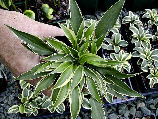 Buy Minature Hostas Online - Mini Hosta Plants Are Perfect As Border ...