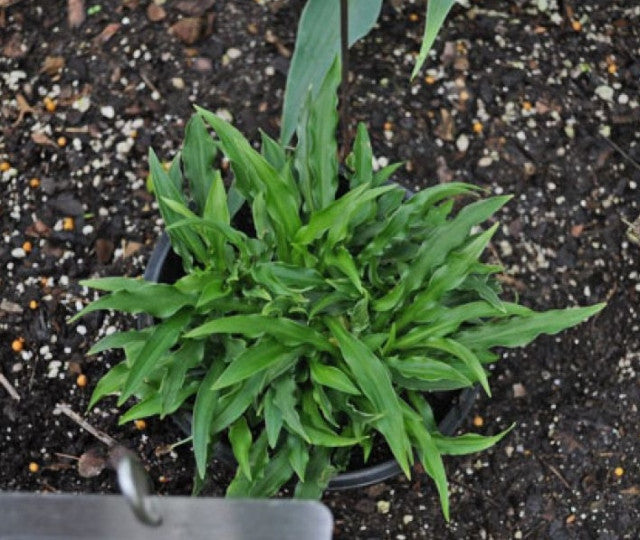 Buy Minature Hostas Online - Mini Hosta Plants Are Perfect As Border ...