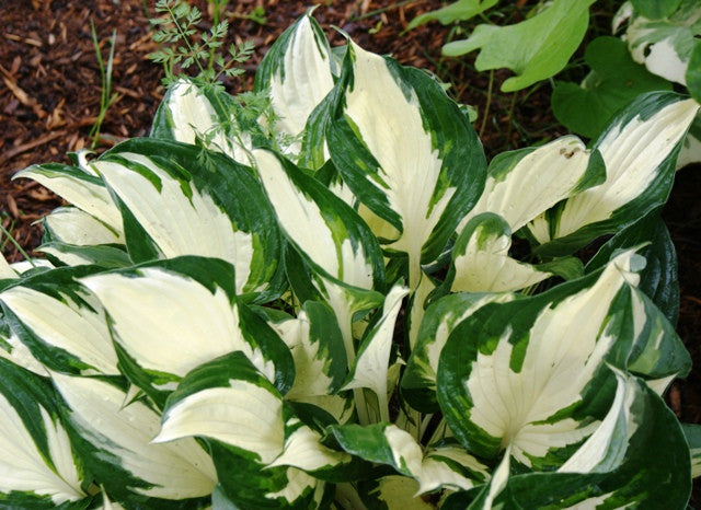 Loyalist Hosta - Shade Perennial Medium Hosta Plant – NH Hostas