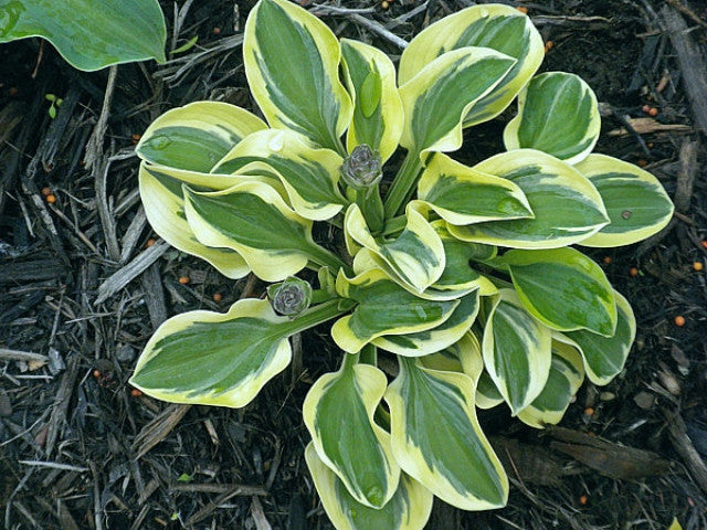 Buy Minature Hostas Online - Mini Hosta Plants Are Perfect As Border ...