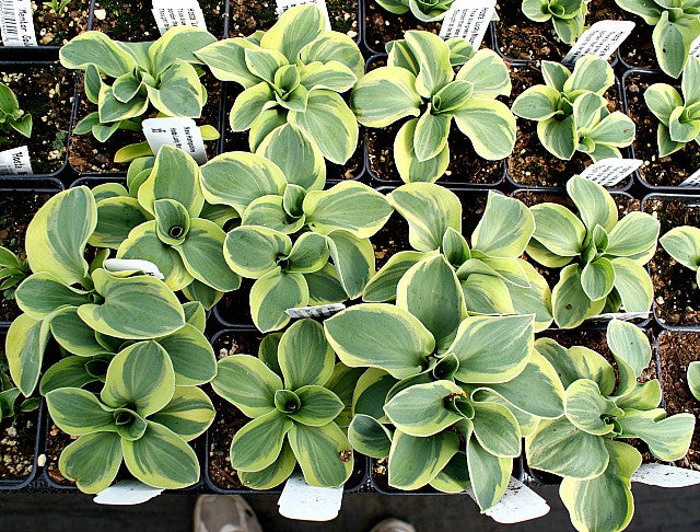 Buy Minature Hostas Online - Mini Hosta Plants Are Perfect As Border ...