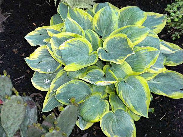 Merlin Hosta – NH Hostas