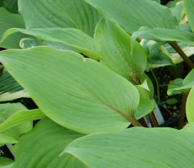 Miss Ruby Hosta - Shade Perennial Small Hosta Plant – NH Hostas