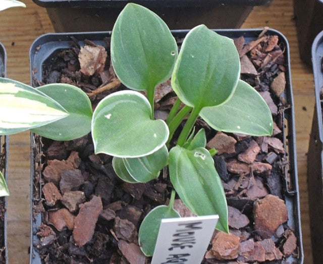 Buy Minature Hostas Online - Mini Hosta Plants Are Perfect As Border ...