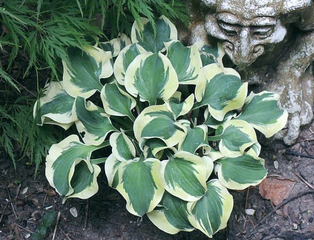 Buy Minature Hostas Online - Mini Hosta Plants Are Perfect As Border ...