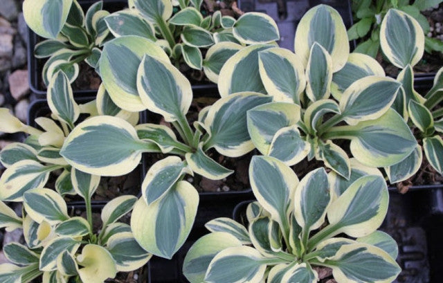 Buy Minature Hostas Online - Mini Hosta Plants Are Perfect As Border ...