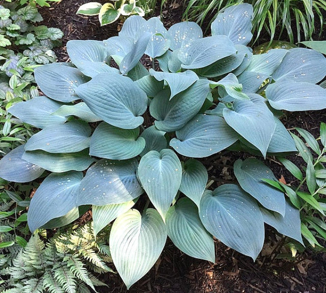 Mr. Blue Hosta - Shade Perennial Red Petiole Blue Hosta Plant – NH Hostas
