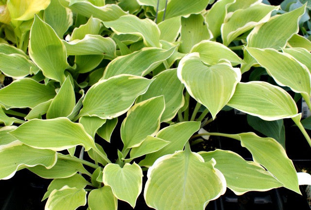My Cup Of Tea Hosta - Shade Perennial Medium Hosta Plant – NH Hostas