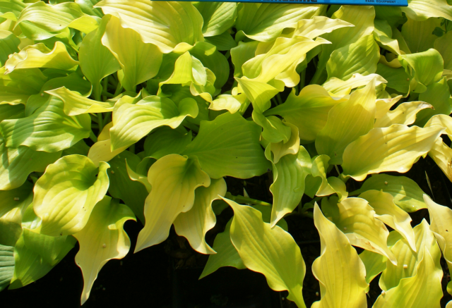 Nancy Hosta - Shade Perennial Slug Resistant Gold Hosta Plant – NH Hostas