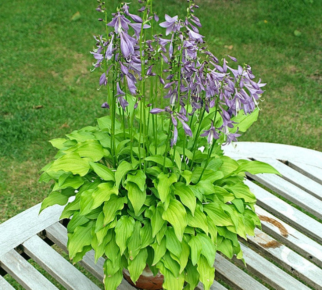 Buy Red Petiole Hostas - Unusual Hosta Plants Have Red Stems – NH Hostas