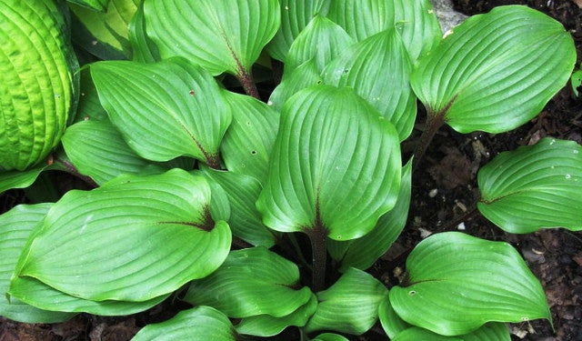 One Man's Treasure Hosta - Shade Perennial Red Petiole Hosta Plant – NH ...