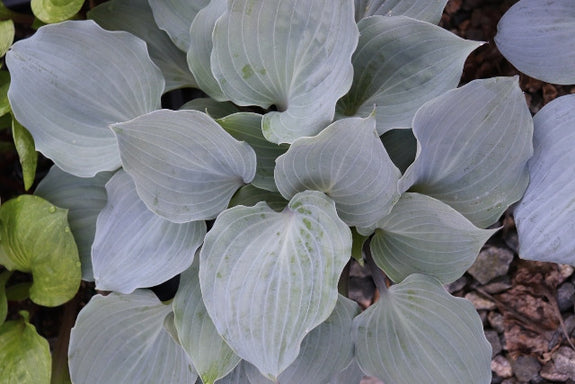 Buy Red Petiole Hostas - Unusual Hosta Plants Have Red Stems – NH Hostas