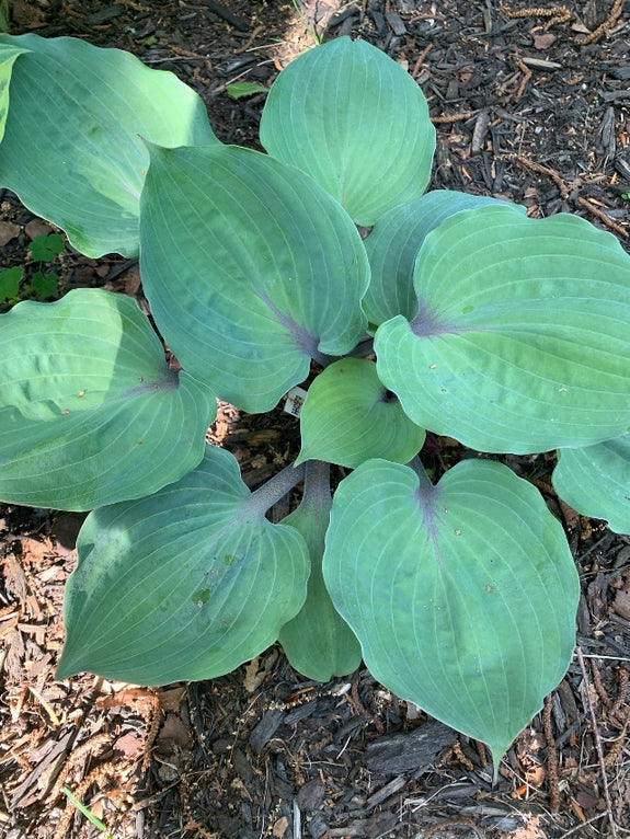 Buy Red Petiole Hostas - Unusual Hosta Plants Have Red Stems – NH Hostas