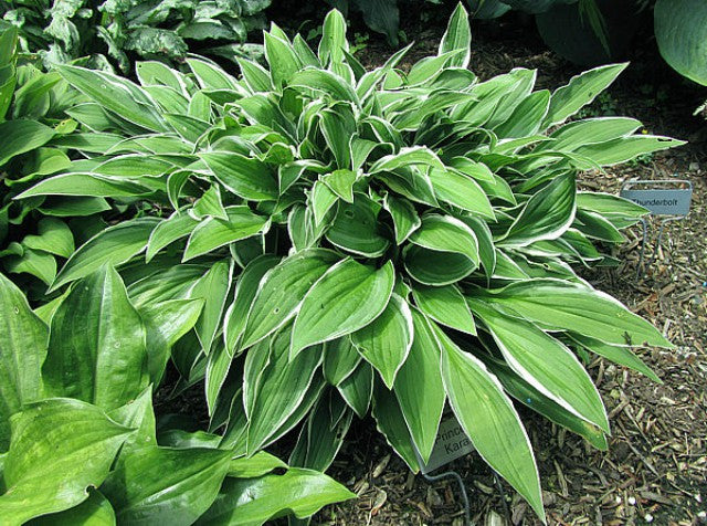 Princess of Karafuto Hosta - Shade Perennial Small Hosta Plant – NH Hostas