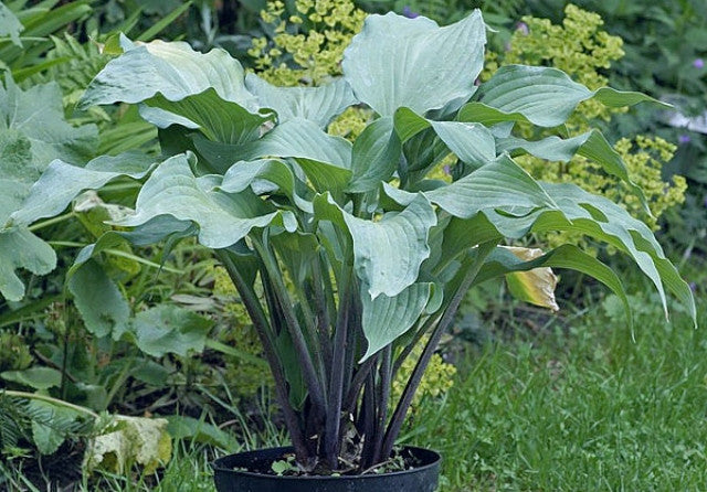 Buy Red Petiole Hostas - Unusual Hosta Plants Have Red Stems – NH Hostas