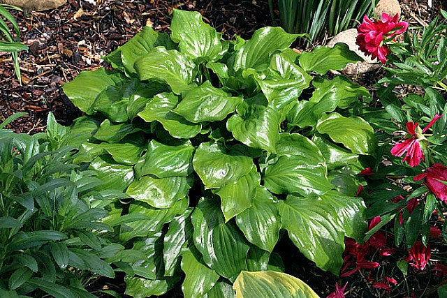 Red Stepper Hosta – NH Hostas