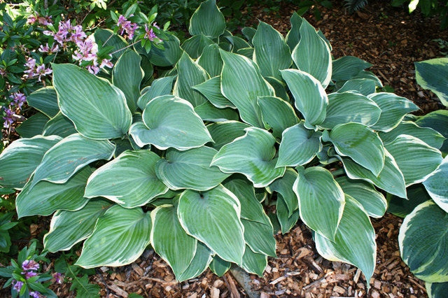 Regal Splendor Hosta - Shade Perennial Giant Hosta Plant – NH Hostas