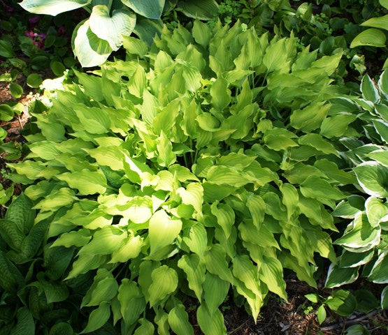 Royalty Hosta - Shade Perennial Medium Hosta Plant – NH Hostas