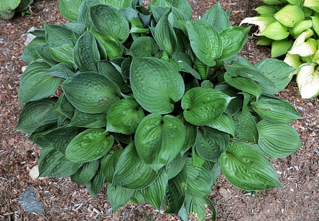 Second Wind Hosta - 4.5 Inch Container (NEW For 2023!) – NH Hostas