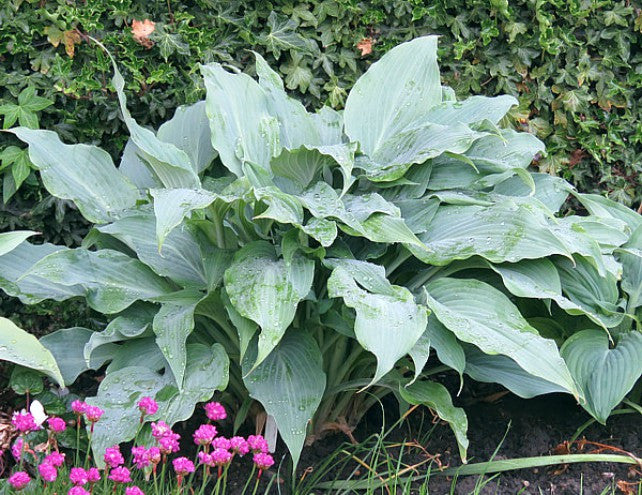 Silver Wedding Hosta – NH Hostas