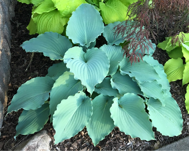 Buy Red Petiole Hostas - Unusual Hosta Plants Have Red Stems – NH Hostas