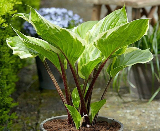 Buy Red Petiole Hostas - Unusual Hosta Plants Have Red Stems – NH Hostas