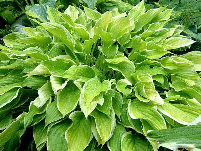 Spring Break Hosta – NH Hostas
