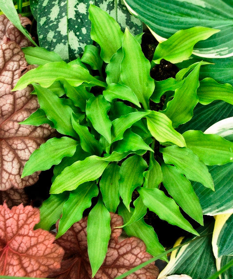Buy Minature Hostas Online - Mini Hosta Plants Are Perfect As Border ...
