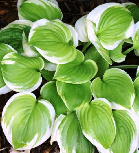 Buy Fragrant Hostas - Add Fragrance To Your Hosta Garden – NH Hostas