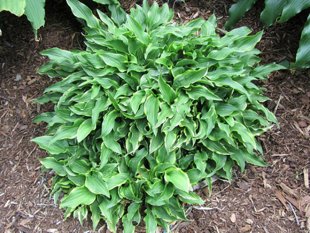 Buy Minature Hostas Online - Mini Hosta Plants Are Perfect As Border ...