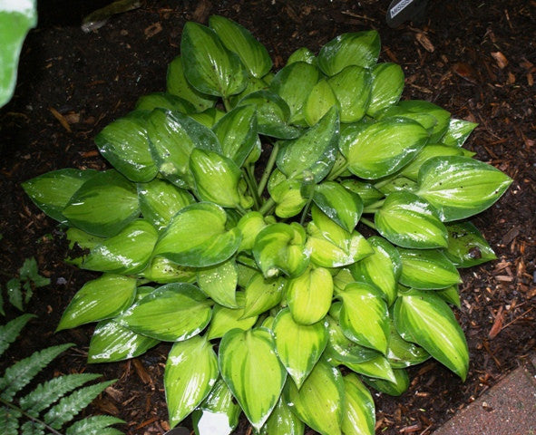 Ground Cover Hosta - Hostas For Rock Gardens Or Borders – NH Hostas