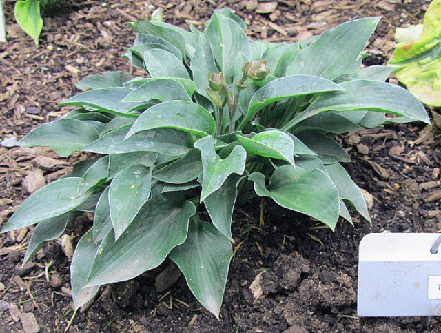 Tiny Gems Hosta -3 Inch Container (NEW For 2021!) – NH Hostas