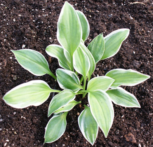 Ground Cover Hosta - Hostas For Rock Gardens Or Borders – NH Hostas