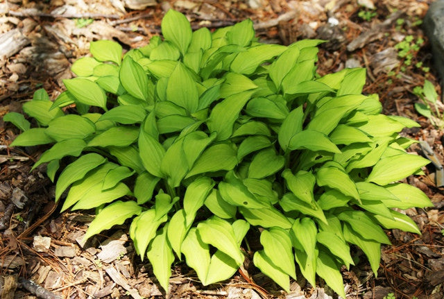 Ground Cover Hosta - Hostas For Rock Gardens Or Borders – NH Hostas