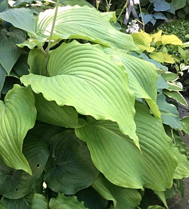 Valley's Himitsu Hosta - 4.5 Inch Container (NEW For 2022!) – NH Hostas