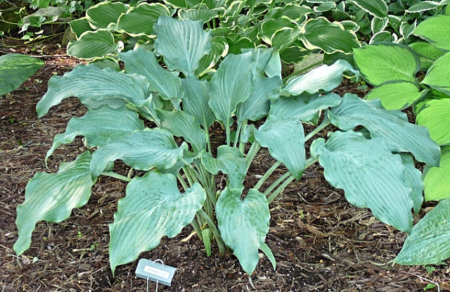 Venetian Star Hosta - Shade Perennial Large Blue Hosta Plant – NH Hostas