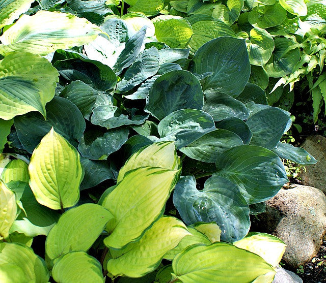 Waukon Water Hosta - Shade Perennial Slug Resistant Blue Hosta – NH Hostas