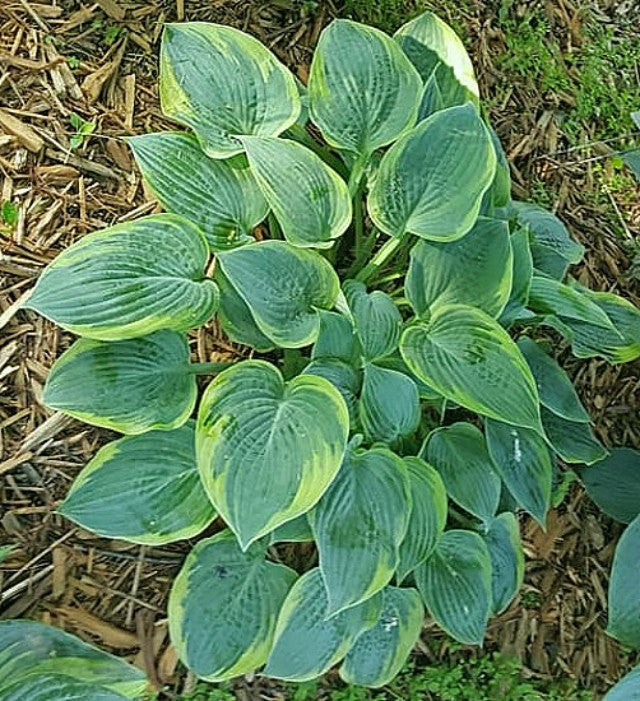 Waukon Thin Ice Hosta - 4.5 Inch Container (NEW For 2024!) – NH Hostas