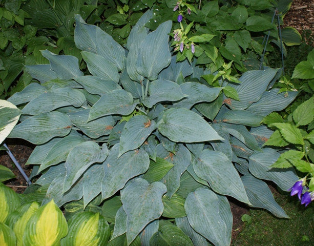 Hostas by Color | Choose Blue Green Gold White and Varigated Hostas ...