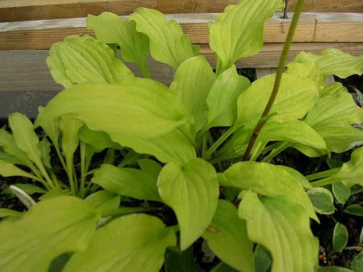 Ground Cover Hosta - Hostas For Rock Gardens Or Borders – NH Hostas