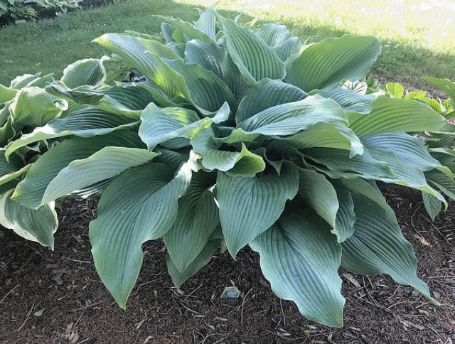 Zeppelin Hosta - Shade Perennial Large Blue Hosta Plant – NH Hostas