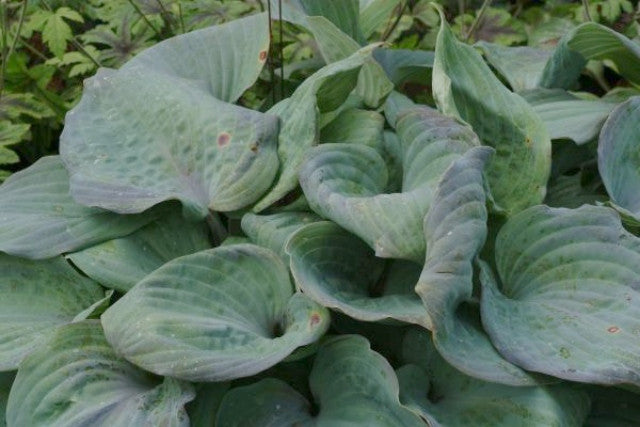 Aquamarine Hosta PP22627 - Small Blue Hosta With Purple Petioles – NH ...