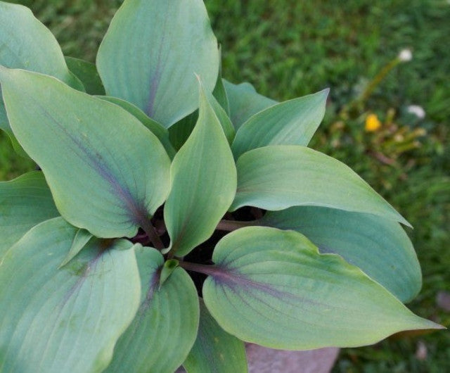 Buy Red Petiole Hostas - Unusual Hosta Plants Have Red Stems – NH Hostas