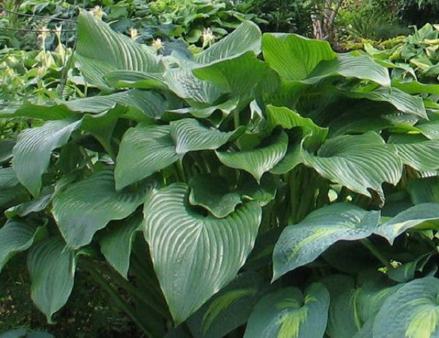 Buy Green Hostas In An Intriguing Variety Of Shades – NH Hostas