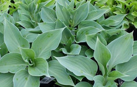 Gum Drop Hosta- Sun Tolerant Small Hostas – NH Hostas